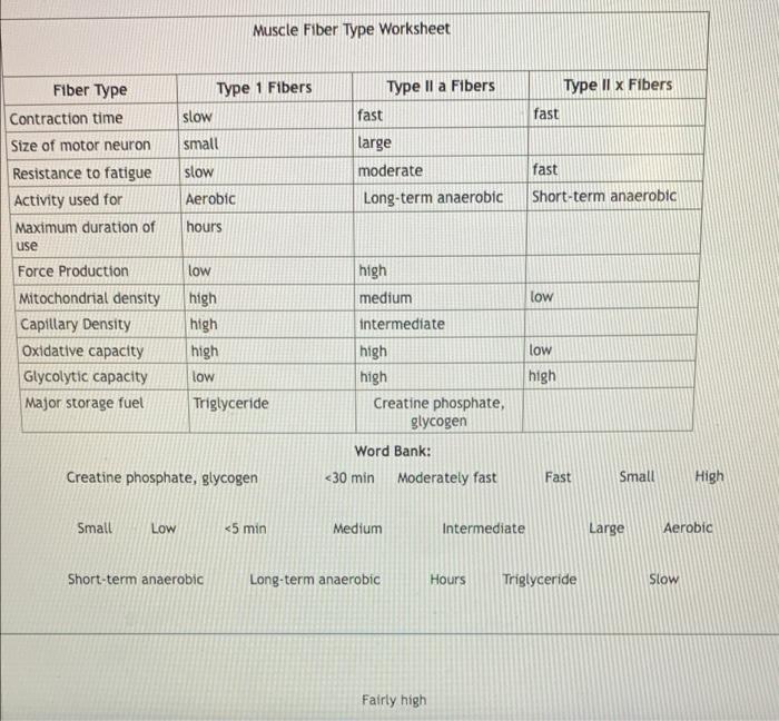 Solved Muscle Fiber Type Worksheet Type II x Fibers Type 1 | Chegg.com