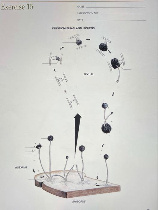 Solved LabelActivity 3.2 Rhizopus Life CycleActivity 3.3 | Chegg.com