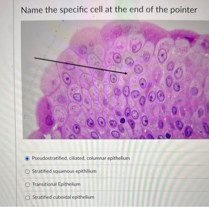 Solved Name the specific cell at the end of the pointer | Chegg.com