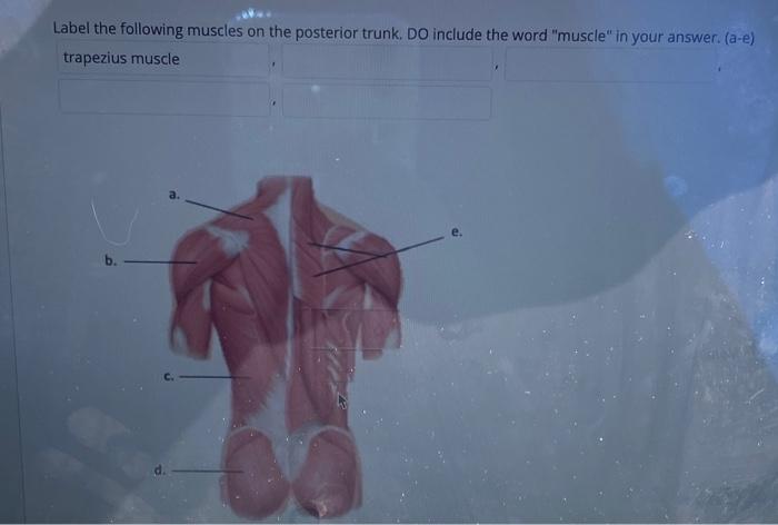 Solved Label the following muscles on the posterior trunk. | Chegg.com