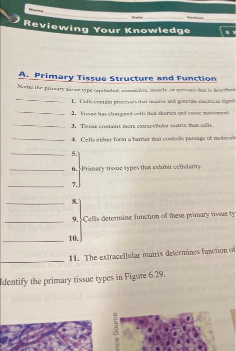 Solved Name Reviewing Your Knowledge garan silim of m 5. A. | Chegg.com