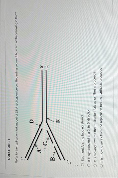 Solved Refer to the replication fork model of DNA | Chegg.com