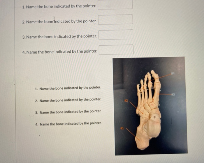 Solved 1. Name the bone indicated by the pointer. 2. Name | Chegg.com