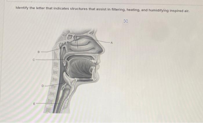 Solved Identify the letter that indicates structures that | Chegg.com
