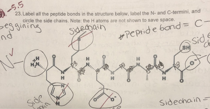 Solved 5.5 23. Label all the peptide bonds in the structure | Chegg.com