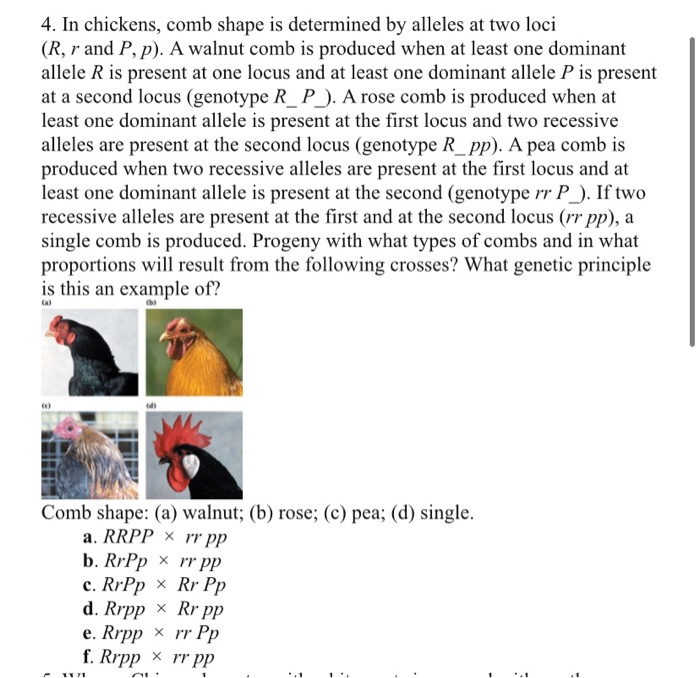 Solved 4. In chickens, comb shape is determined by alleles | Chegg.com