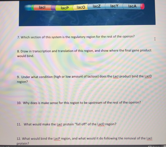 Solved lacl laco lacP lacz lacY lacA 7. Which section of | Chegg.com
