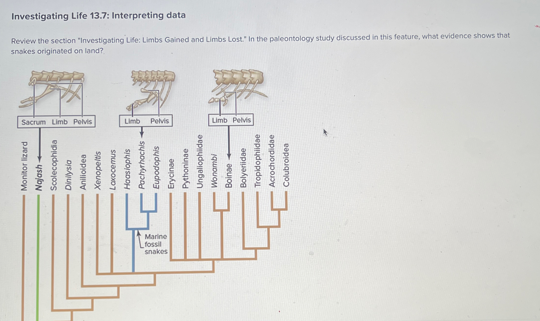 Solved Investigating Life 13.7: Interpreting dataReview the | Chegg.com Solved Investigating Life 13.7: Interpreting dataReview the | Chegg.com