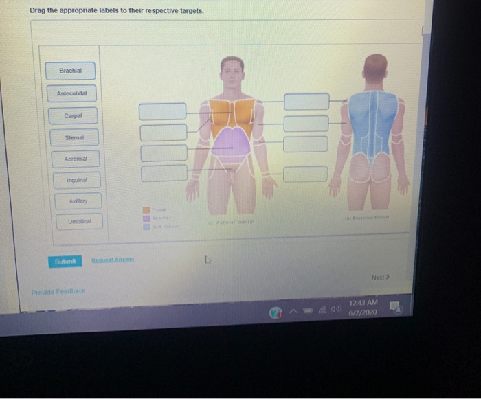 Solved Drag the appropriate labels to their respective | Chegg.com