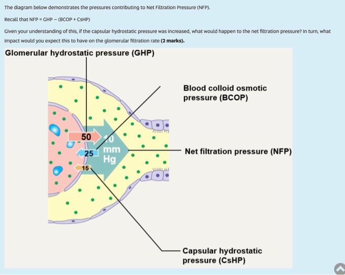 Solved The diagram below demonstrates the pressures | Chegg.com