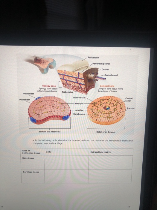 Solved Perlosteum Perforating canal Osteon Central canal | Chegg.com