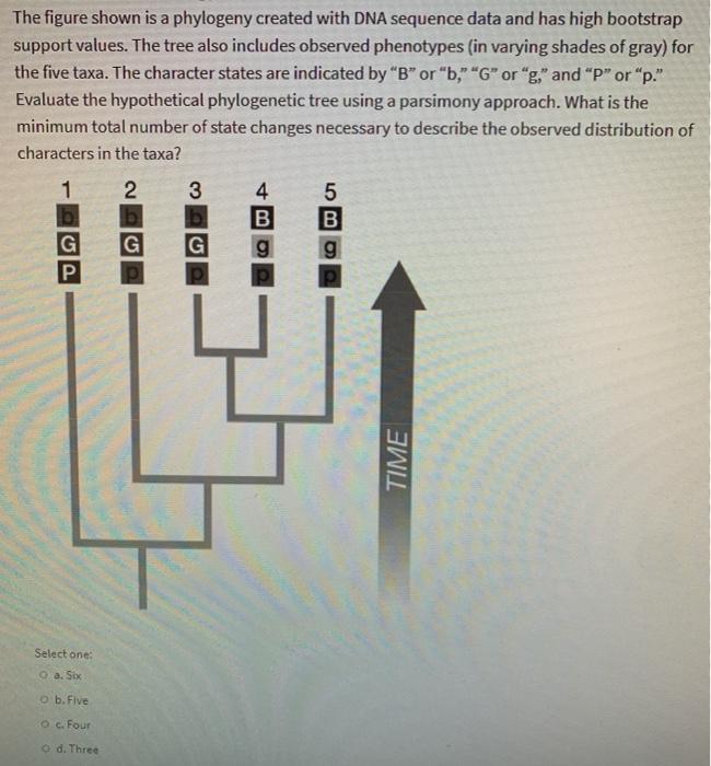 Solved The figure shown is a phylogeny created with DNA | Chegg.com
