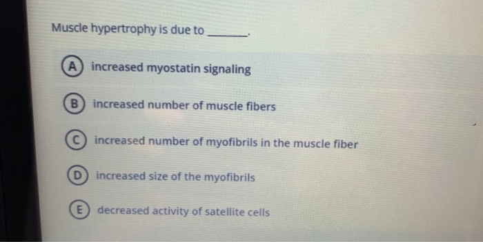 Solved Muscle hypertrophy is due to A increased myostatin | Chegg.com