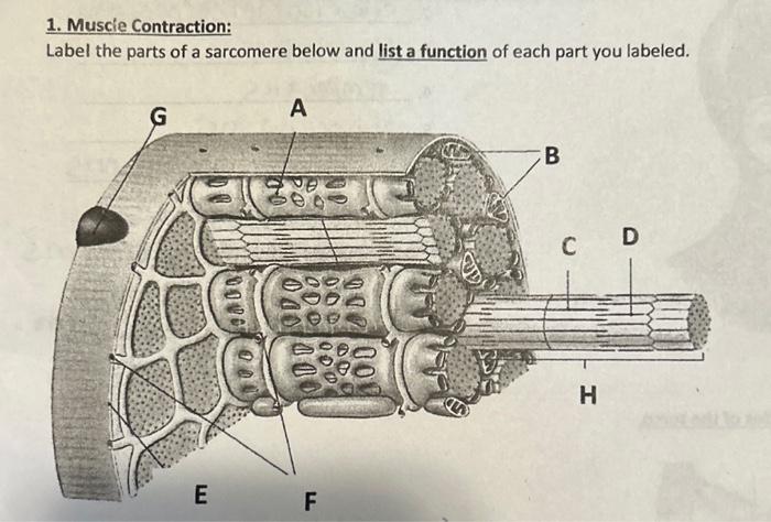 Solved 1. Muscie Contraction: Label the parts of a sarcomere | Chegg.com
