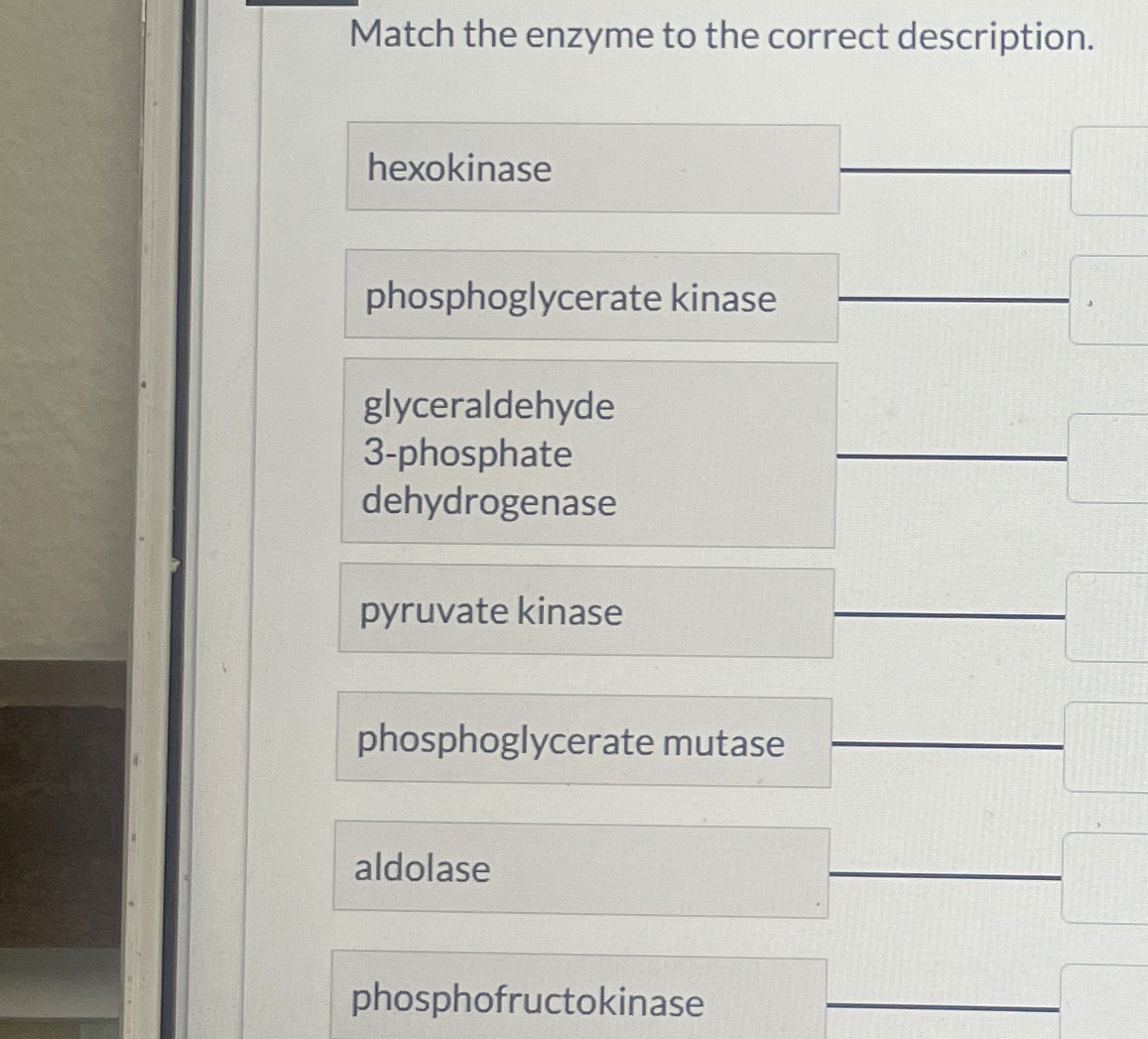 Solved Match the enzyme to the correct | Chegg.com