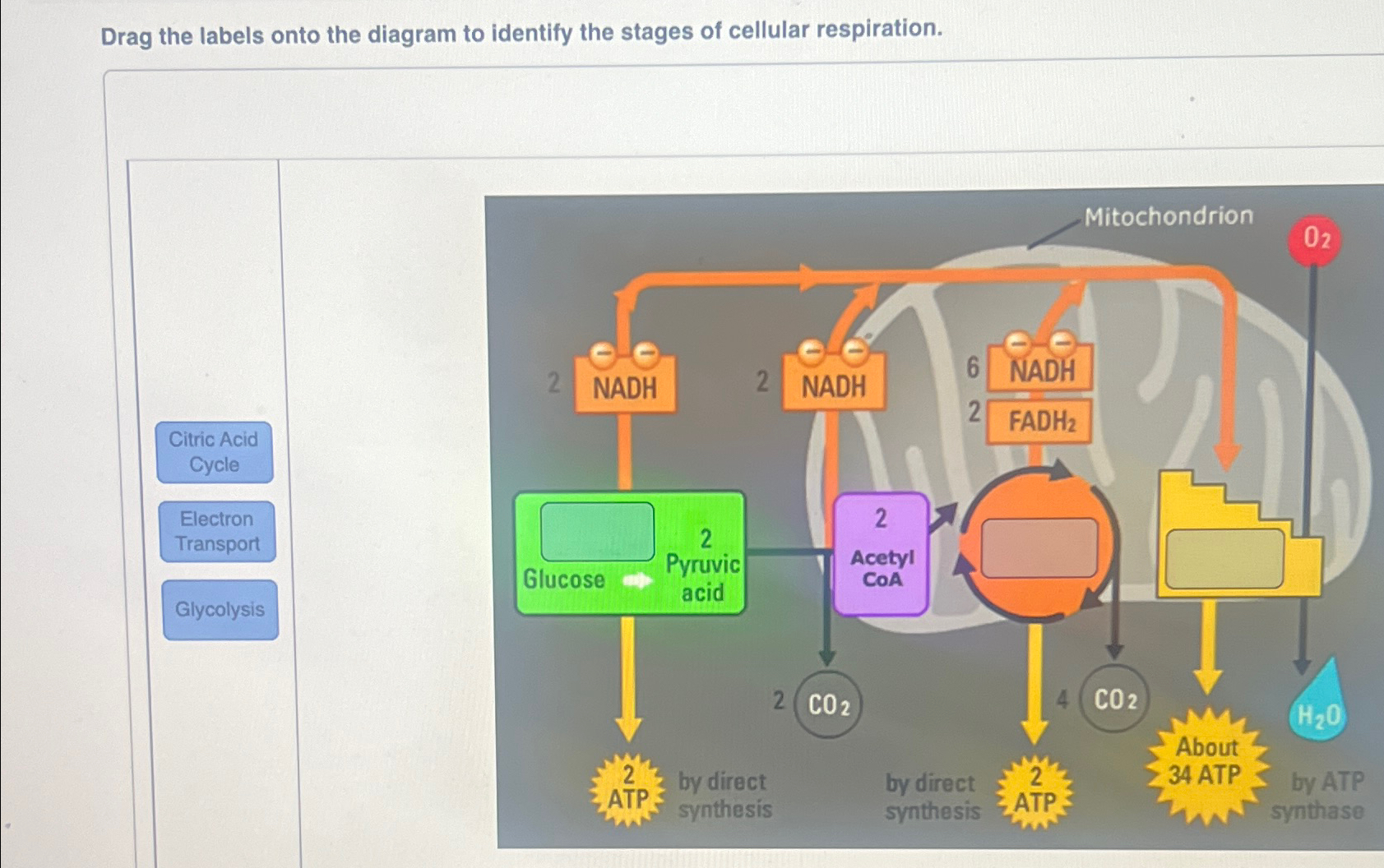 Solved Drag the labels onto the diagram to identify the | Chegg.com