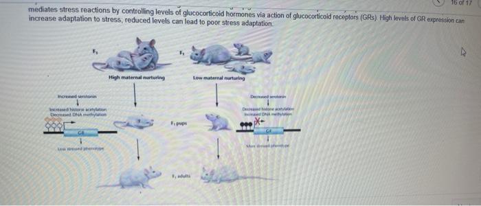 Solved Style of maternal care is transmitted across rat | Chegg.com