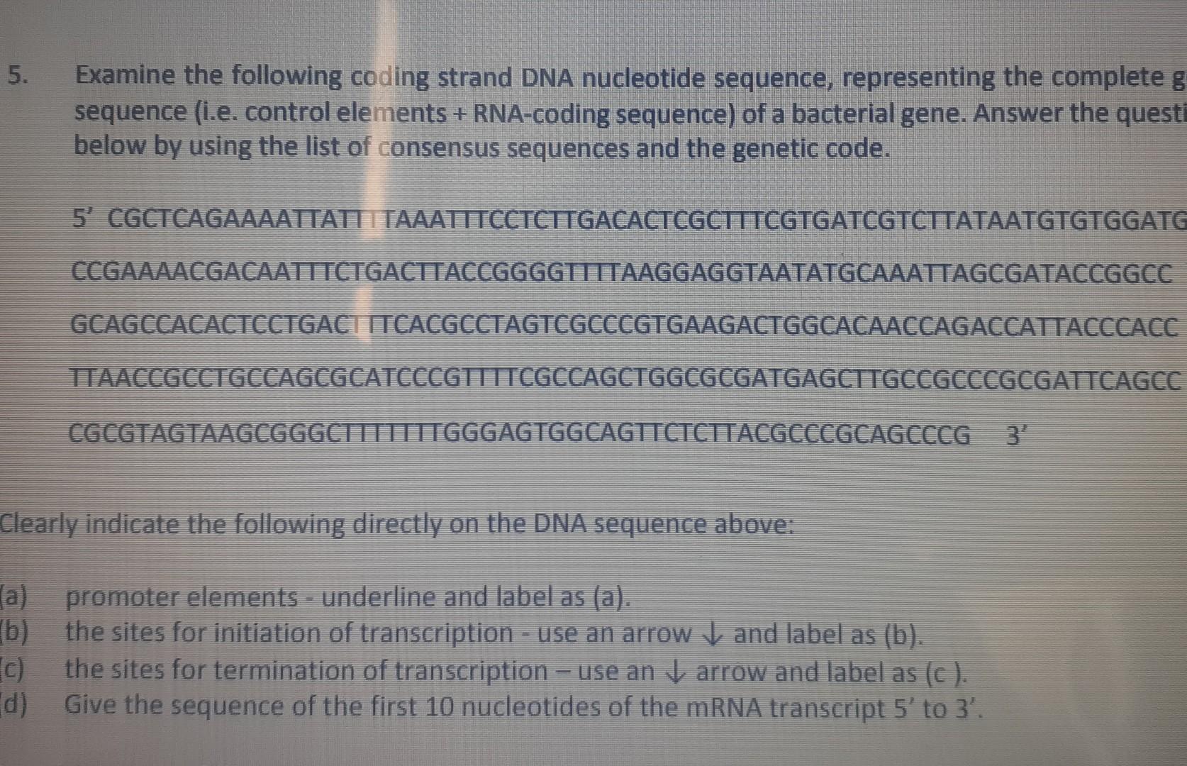 Solved 5. Examine the following coding strand DNA nucleotide | Chegg.com