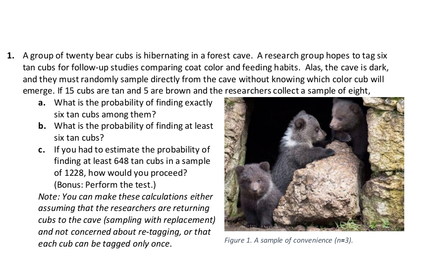 A group of twenty bear cubs is hibernating in a | Chegg.com