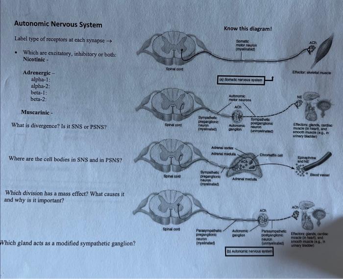 Autonomic Nervous System Know this diagram! Label | Chegg.com