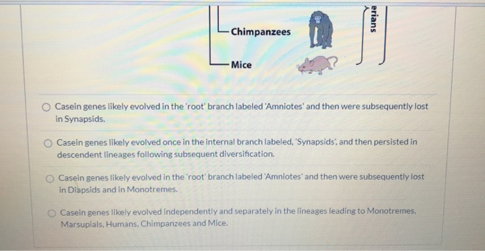 Solved Using information in the phylogeny below and relying | Chegg.com