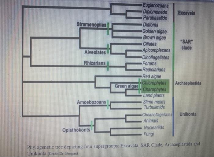 Solved Stramenopiles Alveolates Rhizarlans Euglenozoans | Chegg.com