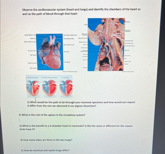 Solved Observe the cardiovascular system (heart and lungs) | Chegg.com