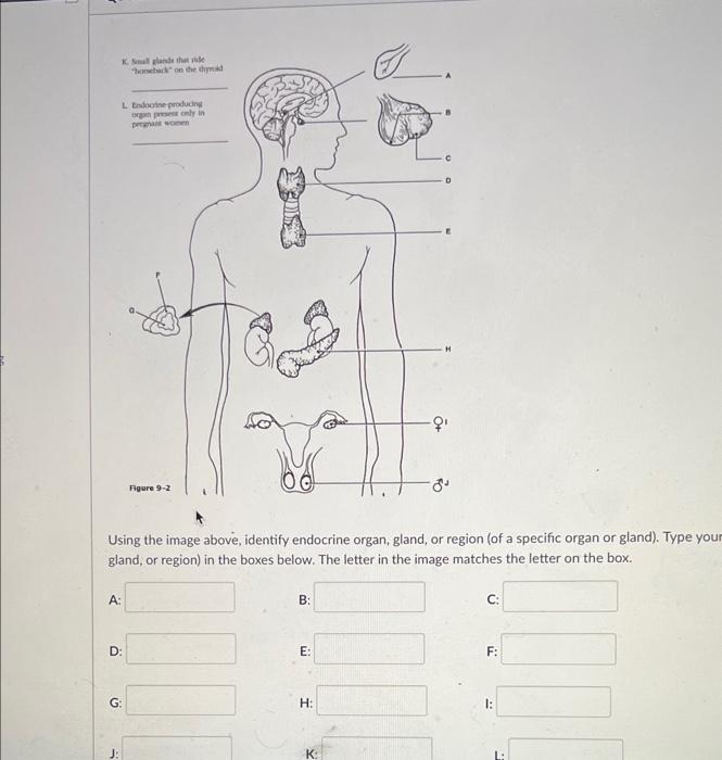 Solved Using the image above, identify endocrine organ, | Chegg.com