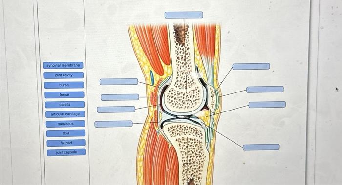 Solved match the labels with the correct bone or structure | Chegg.com