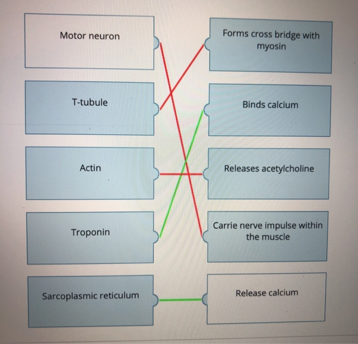Solved Motor neuron Forms cross bridge with myosin T-tubule | Chegg.com