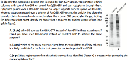 The structures of Ran-GDP and Ran-GTP ( actually | Chegg.com