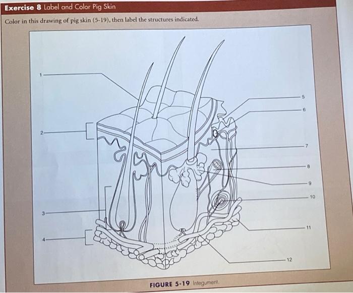 Solved Exercise 8 Label and Color Pig Skin Color in this | Chegg.com