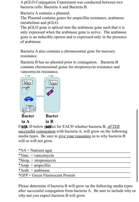 Solved A pGLO Conjugation Experiment was conducted between | Chegg.com