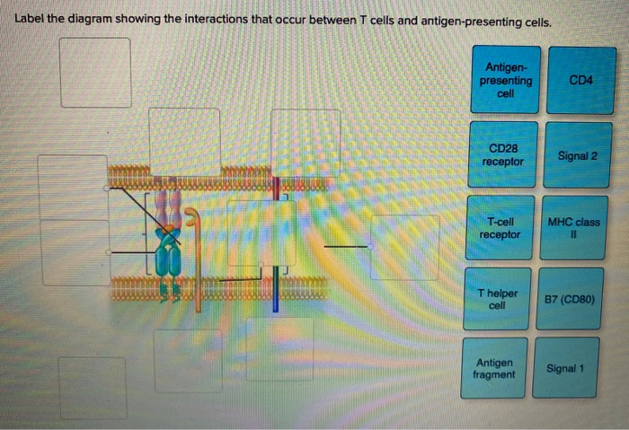 Solved Label the diagram showing the interactions that occur | Chegg.com