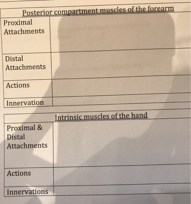 Solved Posterior compartment muscles of the forearm Proximal | Chegg.com