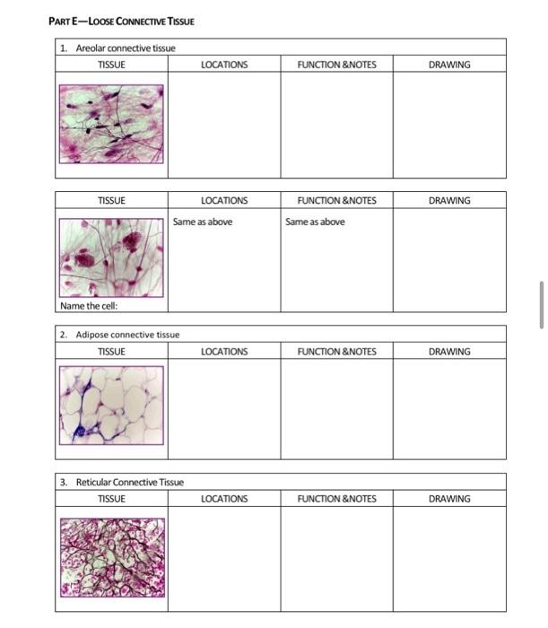 Solved LAB 11 CONNECTIVE TISSUE PROPER OBJECTIVES Be able to | Chegg.com