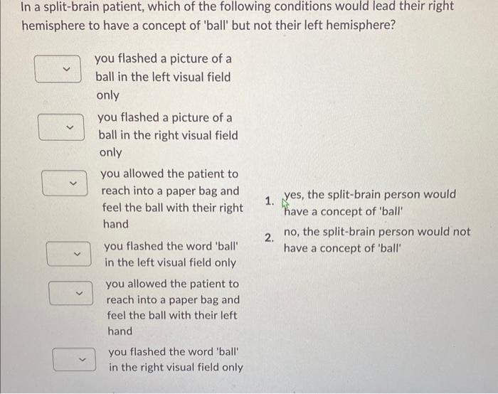 Solved In a split-brain patient, which of the following | Chegg.com