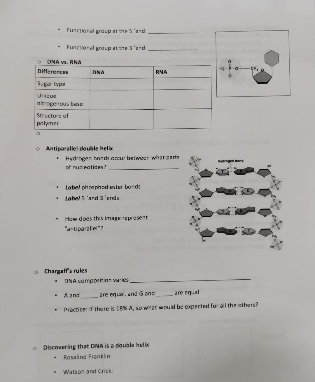 Solved - Functional group at the 5 'end: - Functional group | Chegg.com