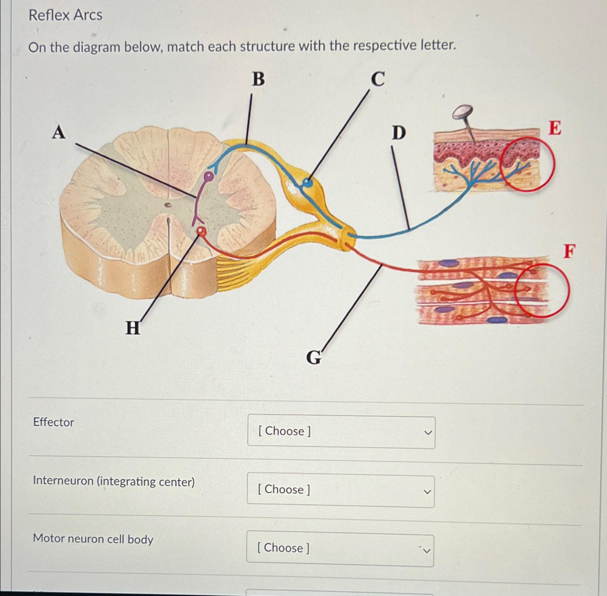 Solved Reflex ArcsOn the diagram below, match each structure | Chegg.com