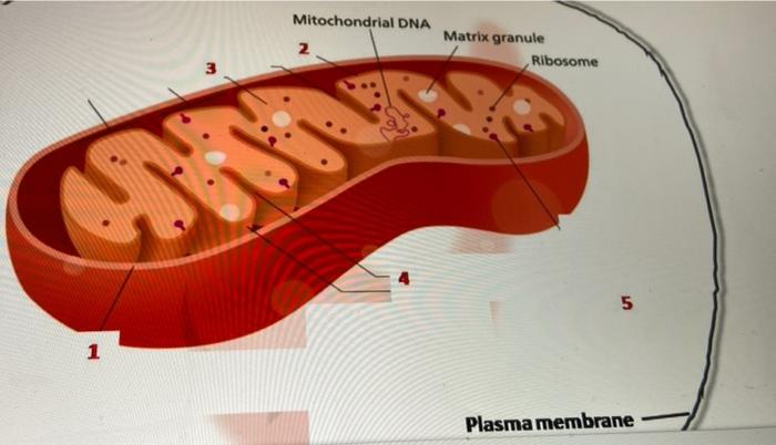 Solved Mitochondrial DNA 2 Matrix granule Ribosome 5 1 | Chegg.com