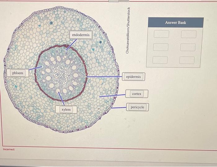Solved Incortect Label the structures in the cross section | Chegg.com