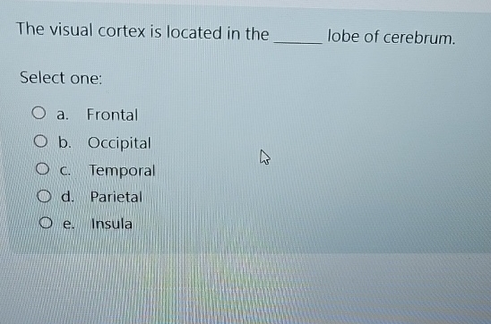 Solved The visual cortex is located in the ﻿lobe of | Chegg.com