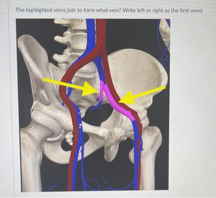 Solved The highlighted veins join to form what vein? Write | Chegg.com