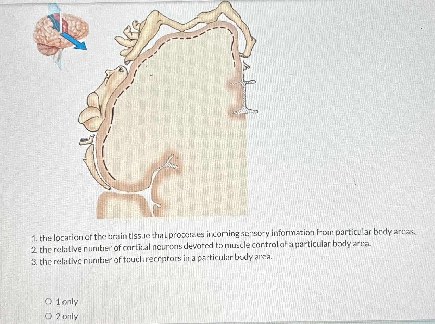 Solved the location of the brain tissue that processes | Chegg.com
