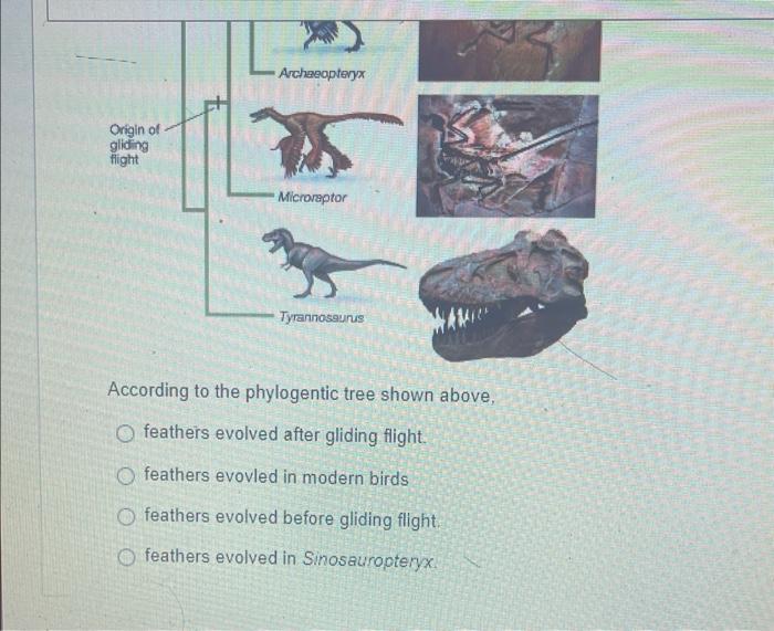 Solved According to the phylogentic tree shown above, | Chegg.com