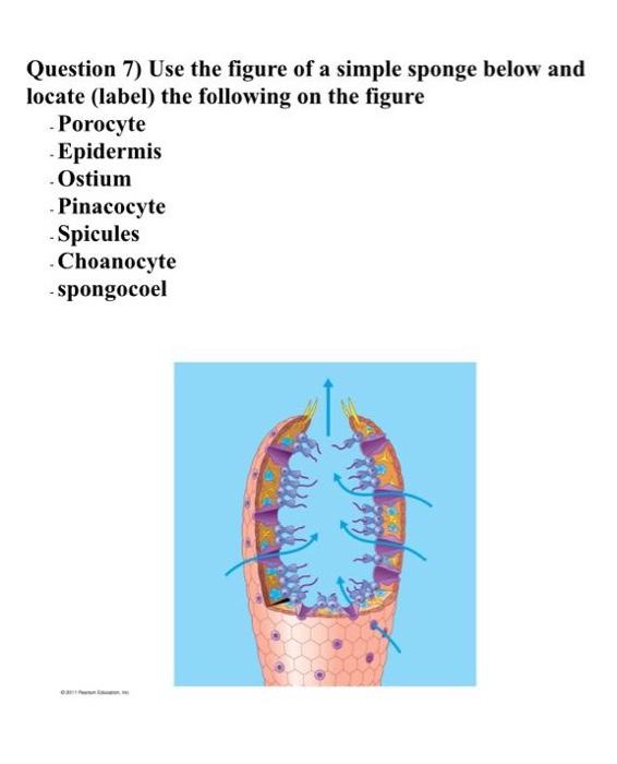 Solved Question 7) Use the figure of a simple sponge below | Chegg.com