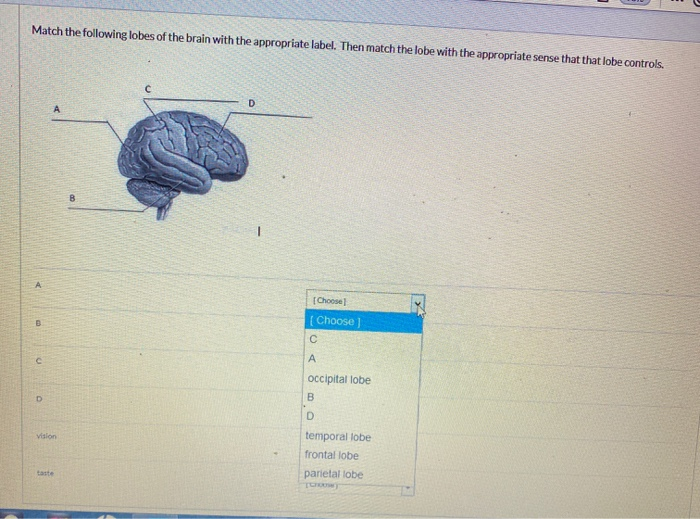 Solved Match the following lobes of the brain with the | Chegg.com
