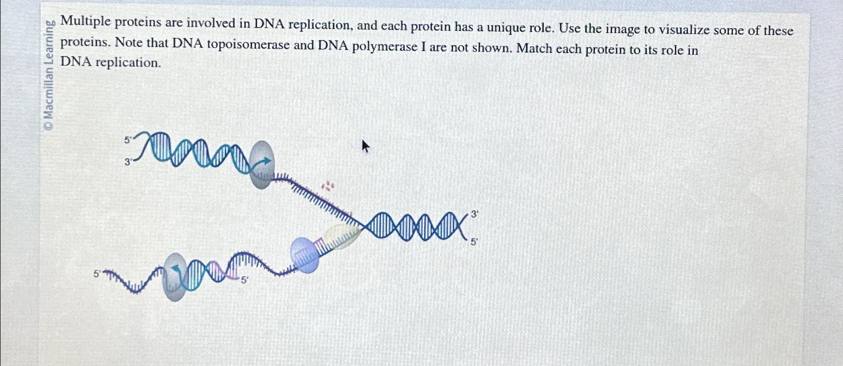 Solved Multiple proteins are involved in DNA replication, | Chegg.com