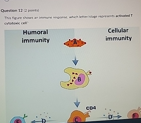 Solved Question 12 (2 ﻿points)This figure shows an immune | Chegg.com