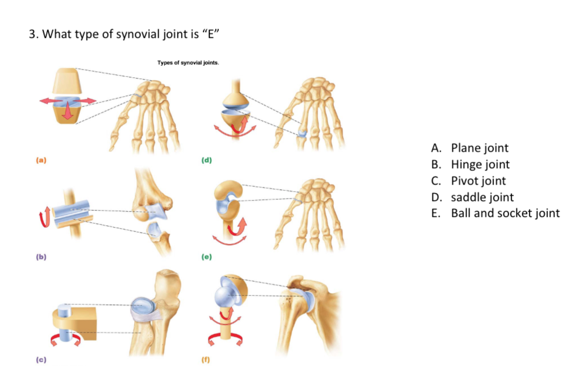 Solved What type of synovial joint is "E"A. ﻿Plane jointB. | Chegg.com